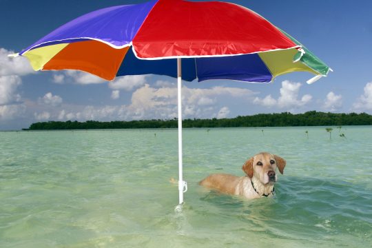 Attractions | Cool Key West